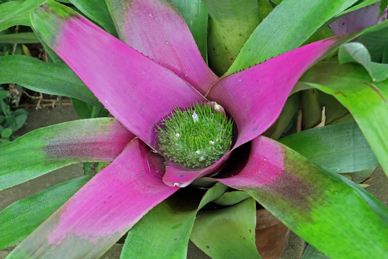 Photo of the bloom of Bromeliad (Neoregelia concentrica) posted by ...