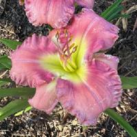 Daylily (Hemerocallis 'Passing Fancy') in the Daylilies Database - Garden.org