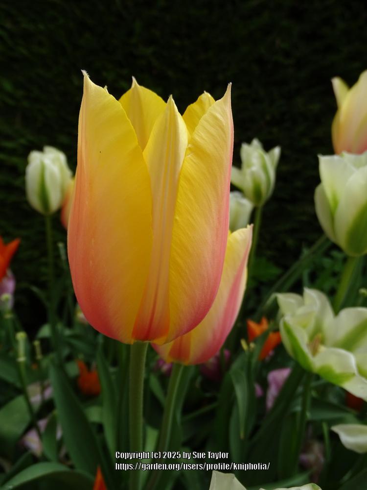 Single Late Tulip (Tulipa 'Blushing Lady') in the Tulips Database ...