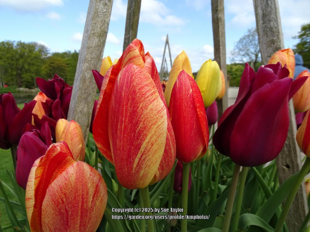 Tulip (Tulipa 'Rhapsody of Smiles') in the Tulips Database - Garden.org