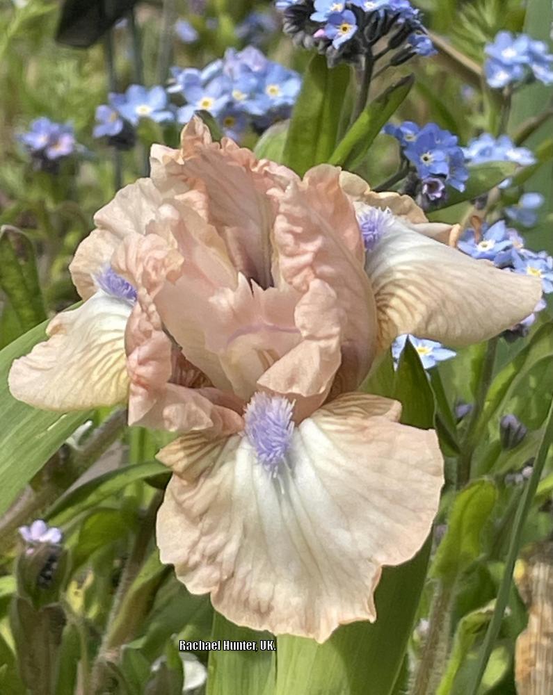 Photo of the bloom of Standard Dwarf Bearded Iris (Iris 'Ahwahnee Princess') posted by ...