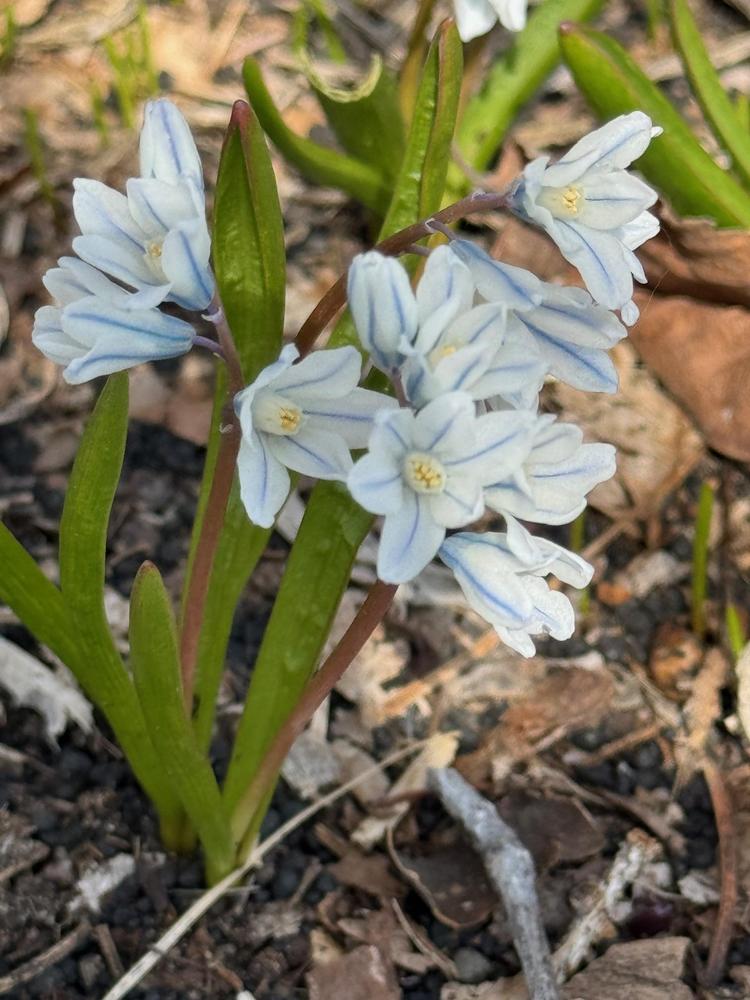 Photo of the entire plant of Striped Squill (Puschkinia scilloides) posted by crawgarden ...