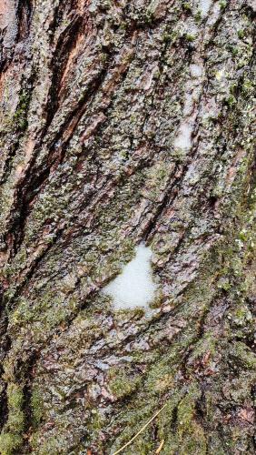 White foamy 'sap' from base of maple tree in the Trees and Shrubs forum ...