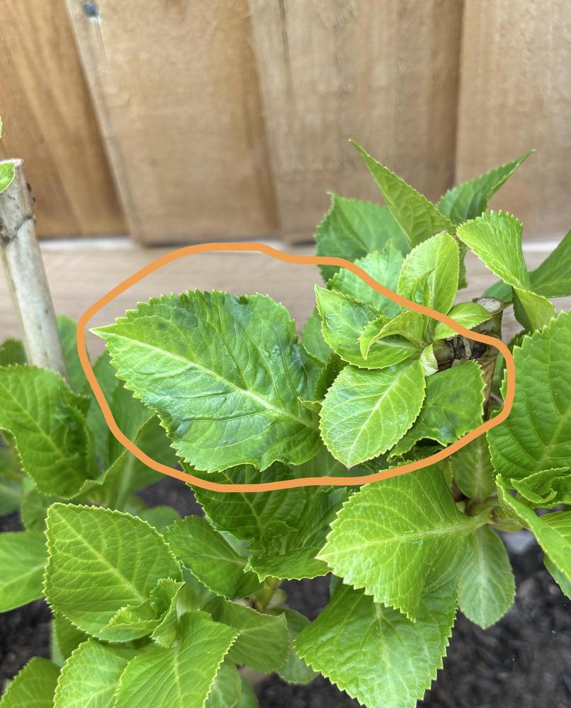 Problem about hydrangea in the Ask a Question forum - Garden.org