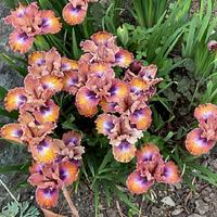 Photo of the entire plant of Pacific Coast Iris (Iris 'Wilder Ranch ...