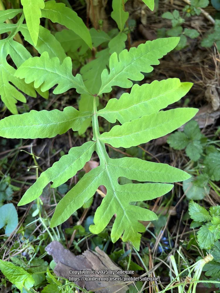 Sensitive Fern (Onoclea sensibilis) - Garden.org