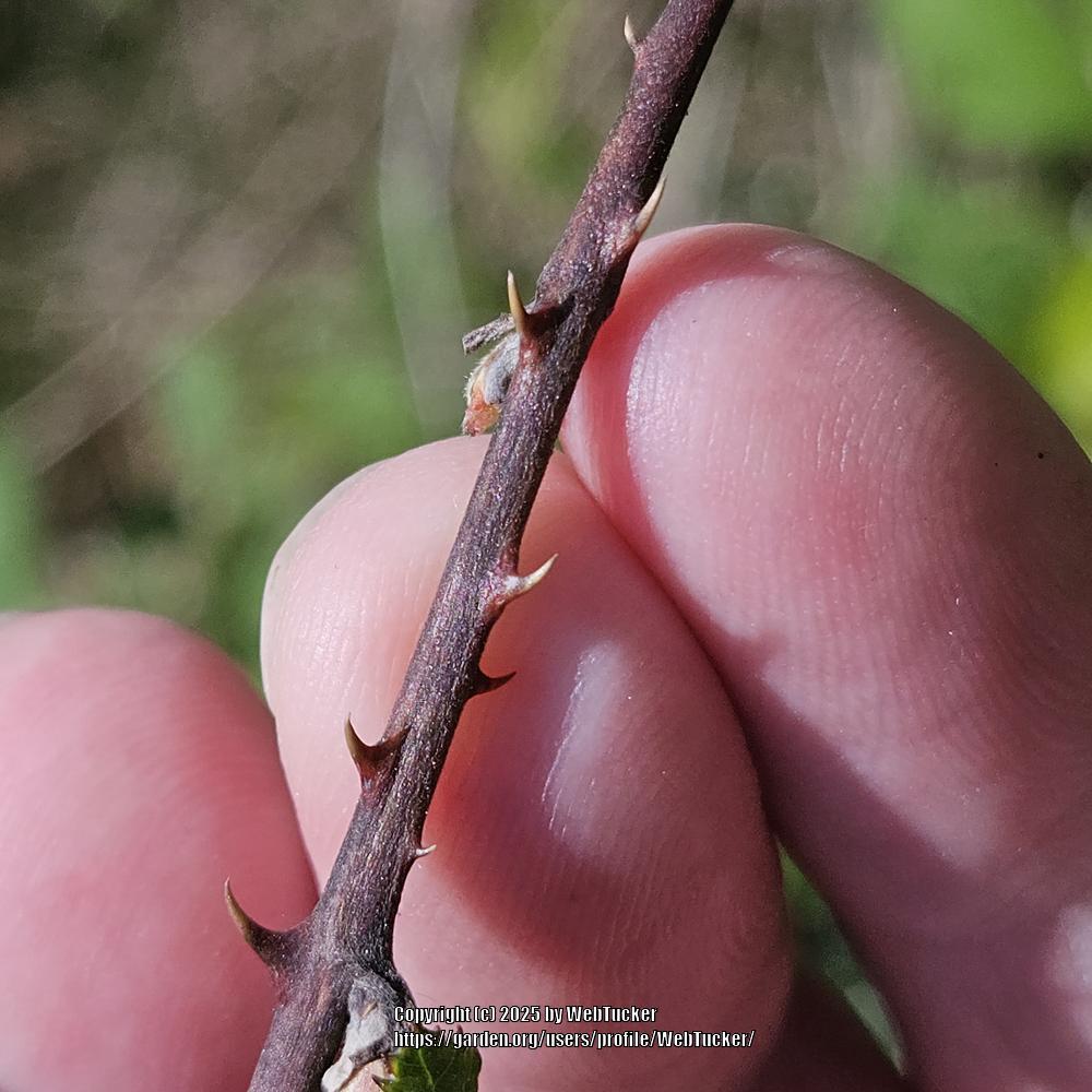 Photo of the thorns, spines, prickles or teeth of Yankee Blackberry ...