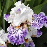 Photo of the bloom of Border Bearded Iris (Iris 'Crow's Feet') posted ...