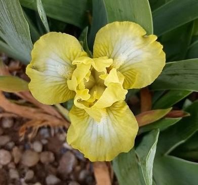 Photo of the bloom of Standard Dwarf Bearded Iris (Iris 'Lemon Pop Drop ...