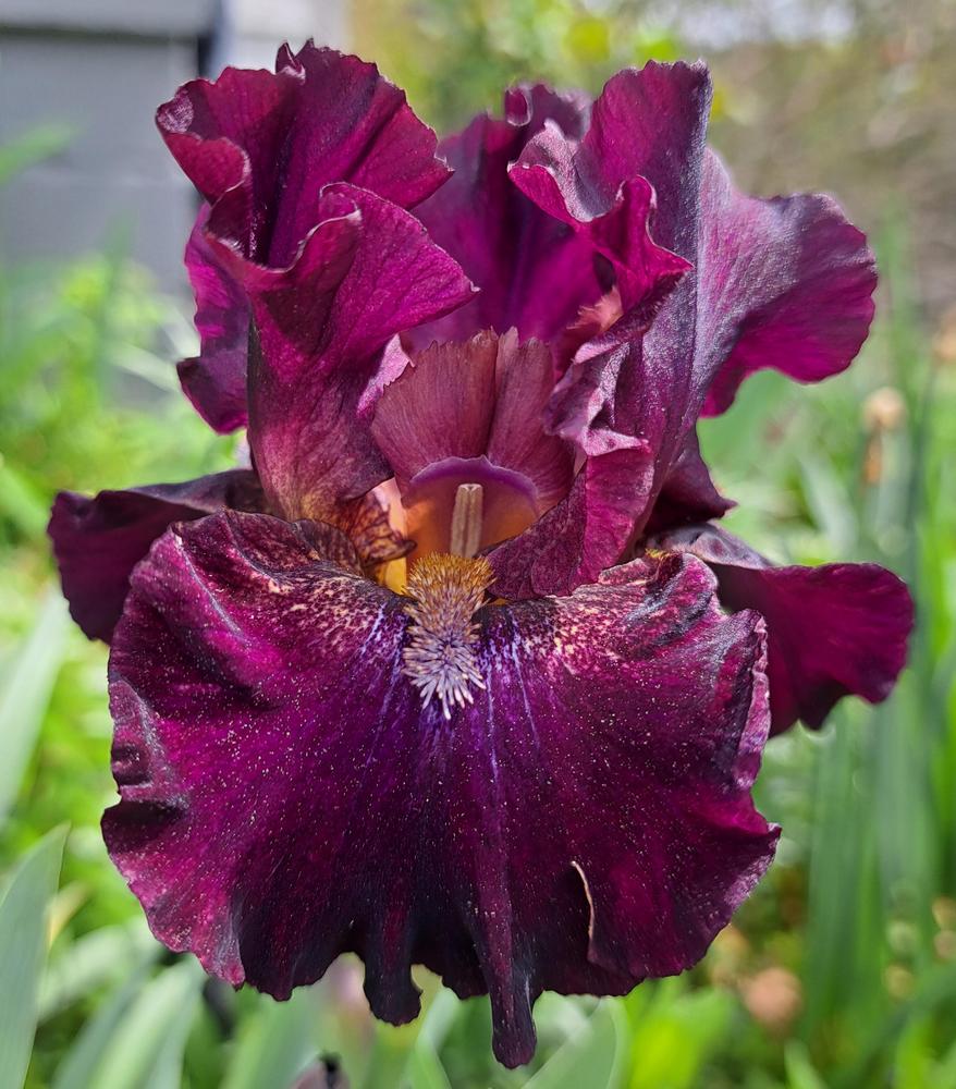 Photo of the bloom of Intermediate Bearded Iris (Iris 'Deep Cover ...