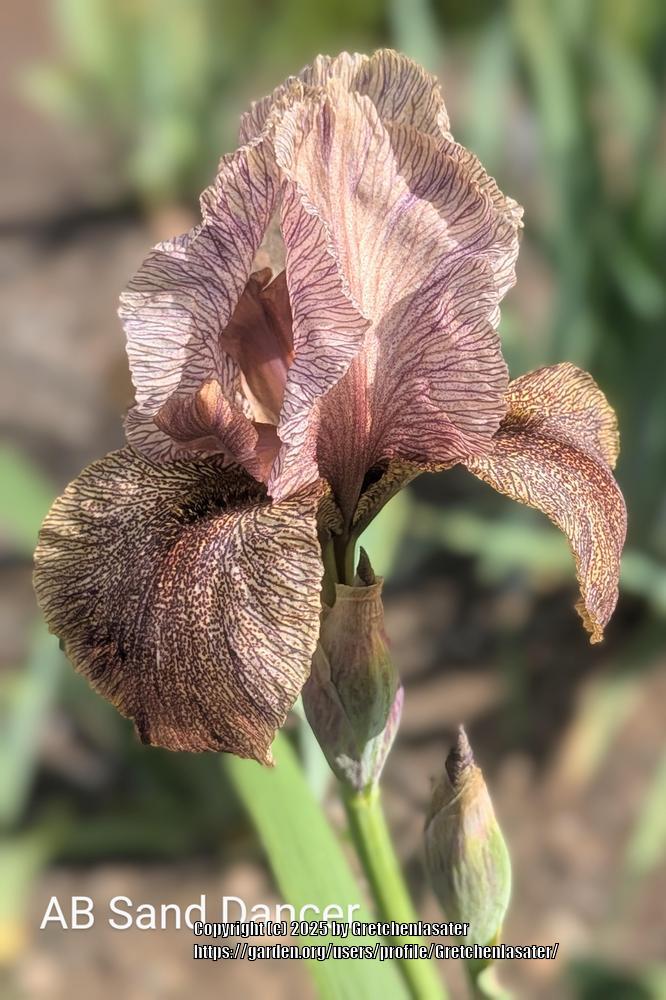 Photo of the bloom of Arilbred Iris (Iris 'Sand Dancer') posted by Gretchenlasater - Garden.org