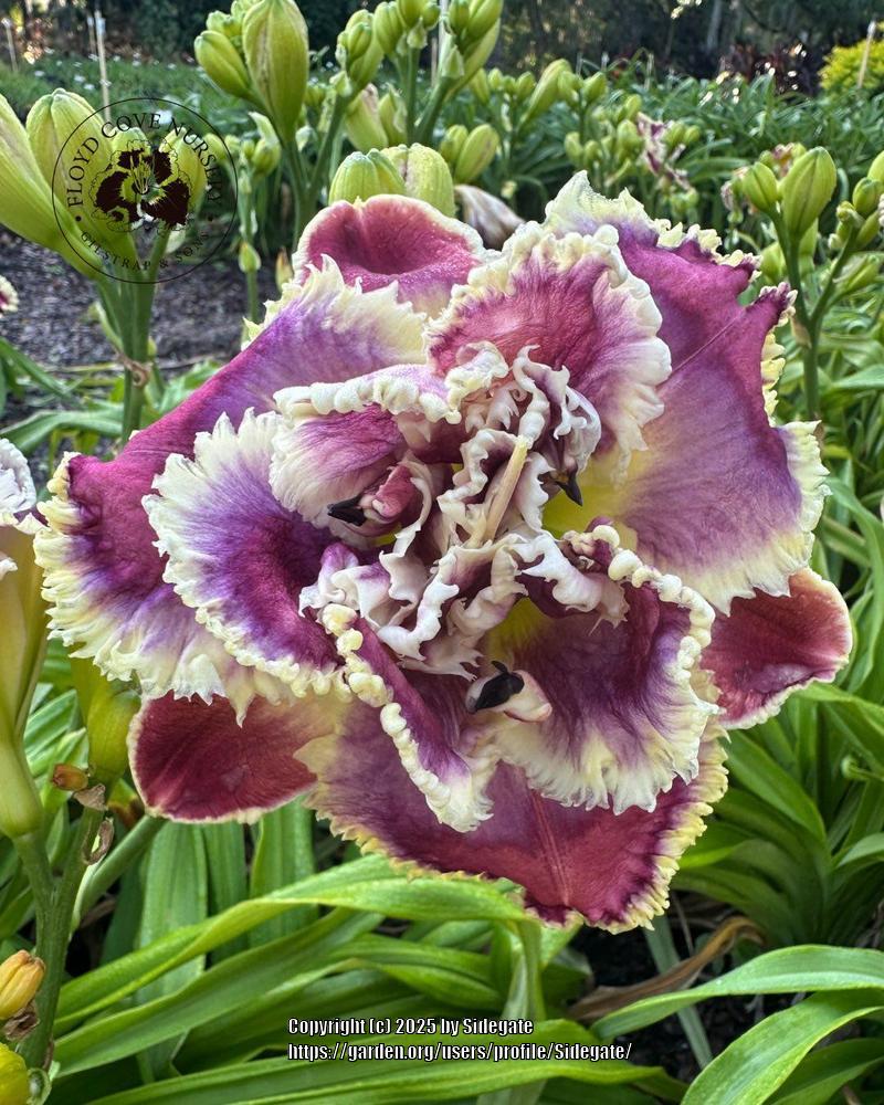 Photo of the bloom of Daylily (Hemerocallis 'Faberge Double Blue') posted by Sidegate - Garden.org