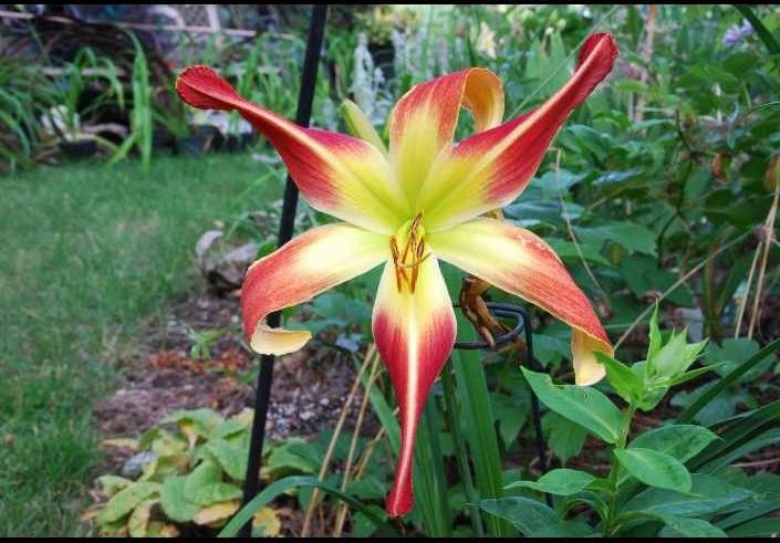 Photo of the bloom of Daylily (Hemerocallis 'Edith Jane') posted by ...