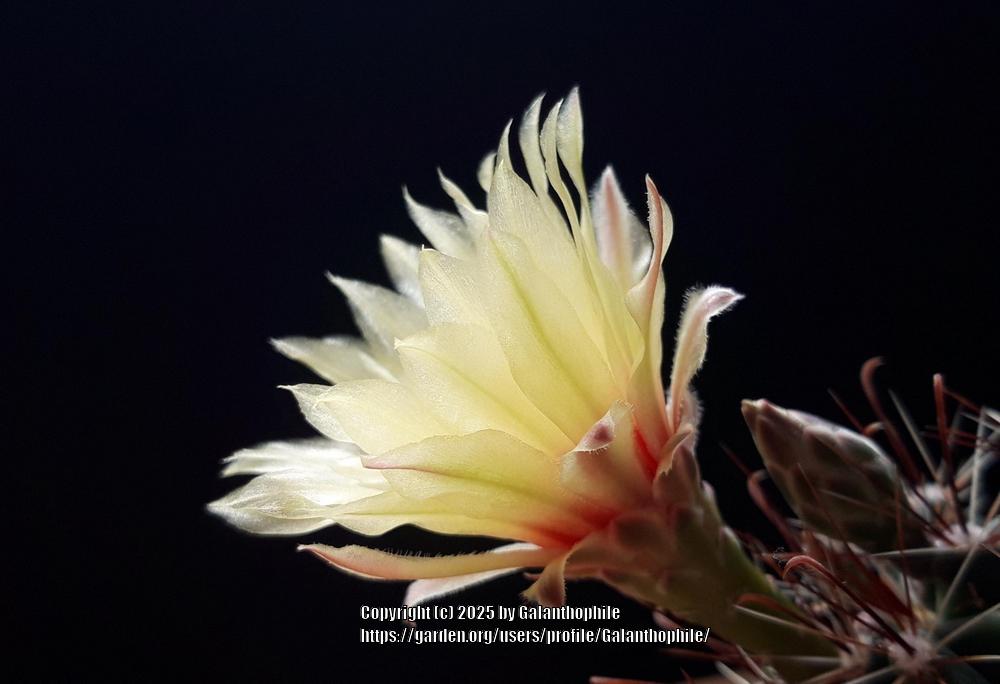 Photo of the bloom of Hedgehog Cactus (Thelocactus setispinus) posted ...