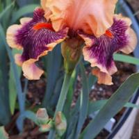 Photo of the bloom of Tall Bearded Iris (Iris 'Reality Check') posted ...