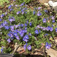Photo of the entire plant of Blue Wooly Speedwell (Veronica pectinata ...