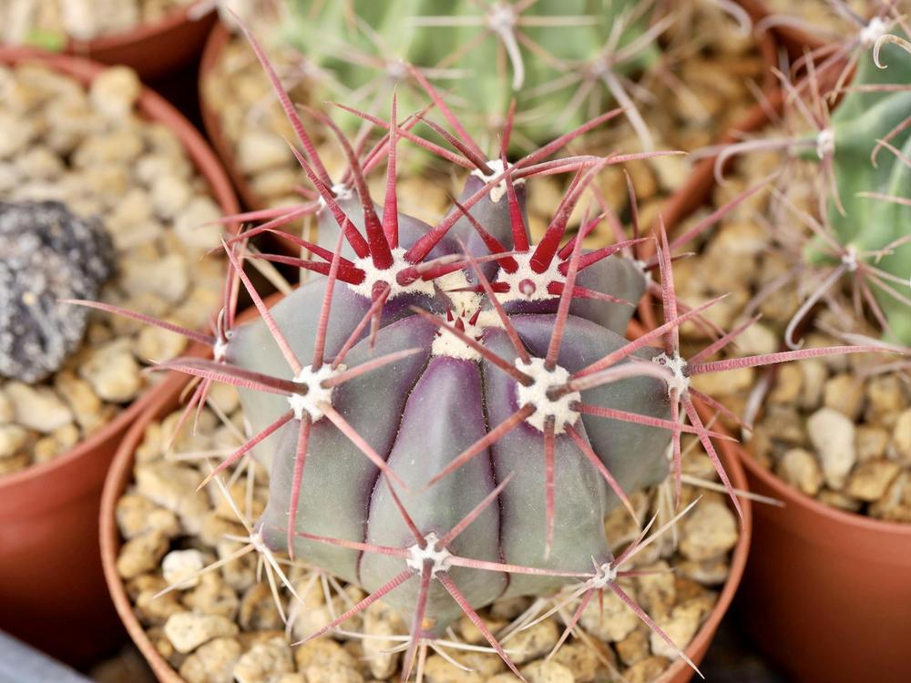 Photo of the seedling or young plant of Emory's Barrel Cactus ...