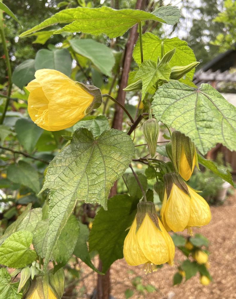 Photo of the bloom of Flowering Maple (Abutilon 'Apollo') posted by ...