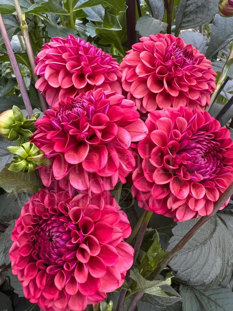 Dahlia 'Mission Gypsy' in the Dahlias Database - Garden.org