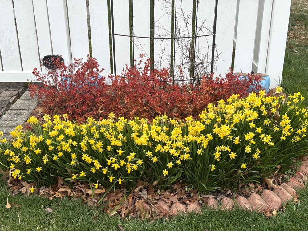 Photo of the entire plant of Daffodil (Narcissus 'Tete-a-Tete') posted ...