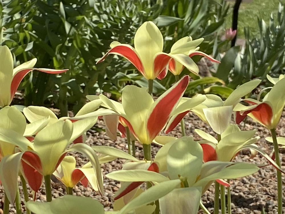 Photo of the bloom of Lady Tulip (Tulipa clusiana 'Tinka') posted by SL ...