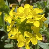Photo of the bloom of Common Twinpod (Physaria didymocarpa) posted by ...