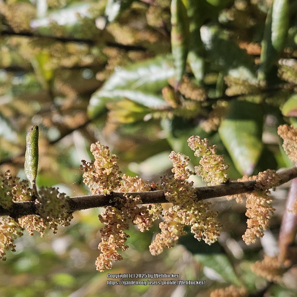 Photo of the bloom of Southern Bayberry (Morella caroliniensis) posted ...