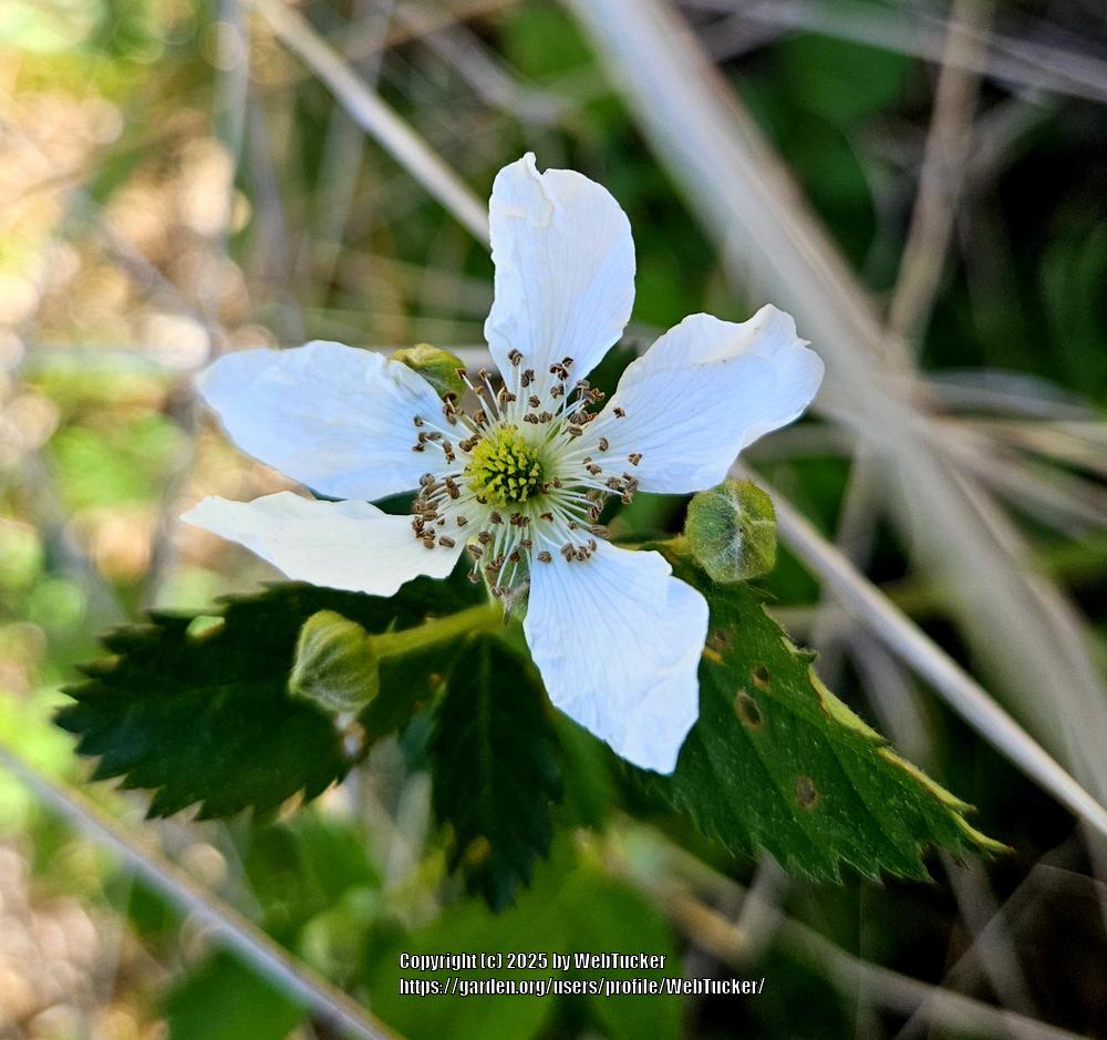 Sand Blackberry (Rubus cuneifolius) in the Rubus Database - Garden.org