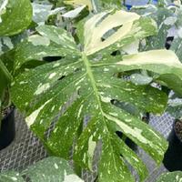 Photo of the leaves of Monstera deliciosa Mysteria™ Spotsylvania posted ...