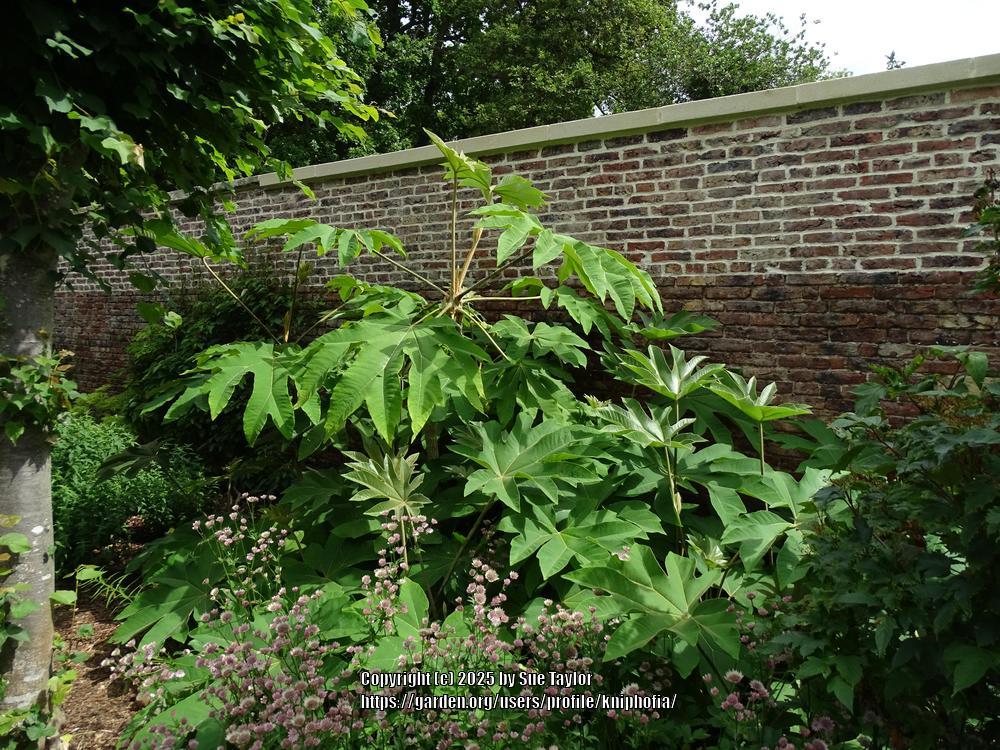 Photo of the entire plant of Rice Paper Plant (Tetrapanax papyrifer ...