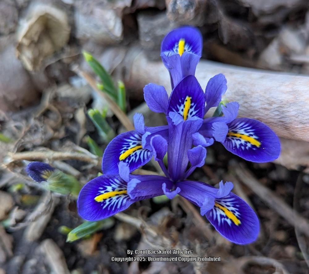 Photo of the bloom of Reticulated Iris (Iris reticulata 'Harmony (Reticulated)') posted by ...