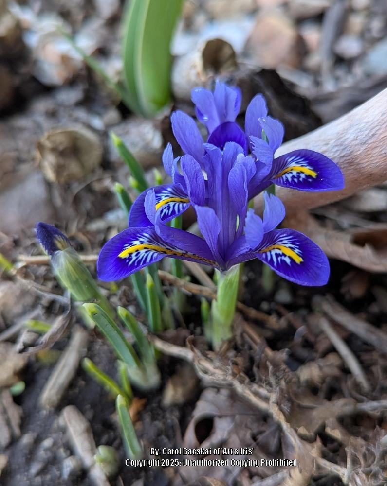 Photo of the entire plant of Reticulated Iris (Iris reticulata 'Harmony (Reticulated)') posted ...