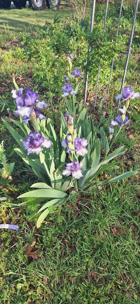 Photo of the entire plant of Tall Bearded Iris (Iris 'Texas Two Step') posted by madebymeeya3 ...