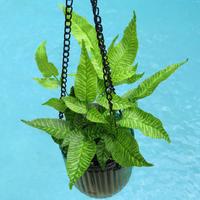 Striped Bamboo Fern (Coniogramme emeiensis 'Golden Zebra') - Garden.org