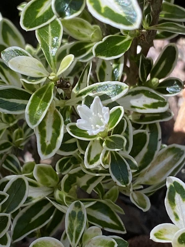 Photo of the leaves of Serissa japonica 'Kowloon' posted by SL_gardener ...