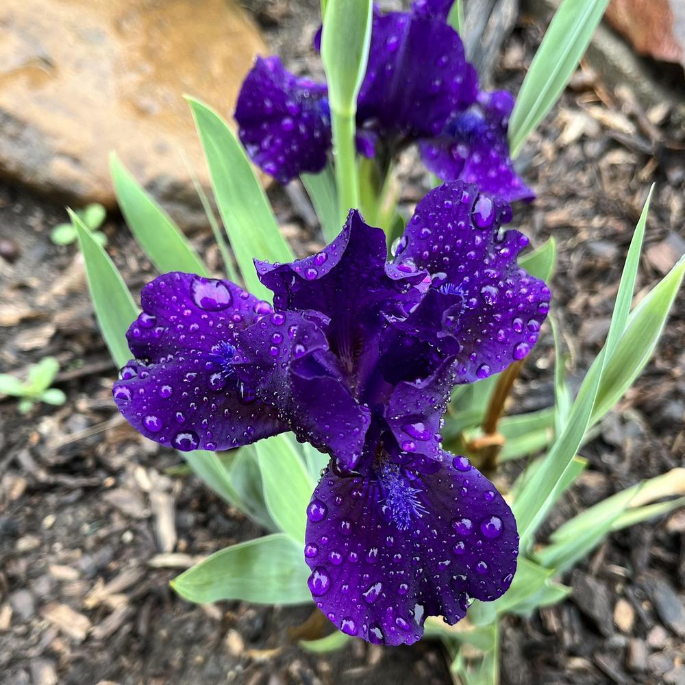 Photo of the bloom of Standard Dwarf Bearded Iris (Iris 'Forever Royal') posted by ...