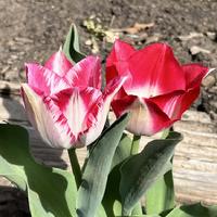 Photo of the bloom of Triumph Tulip (Tulipa 'Kissable') posted by ...