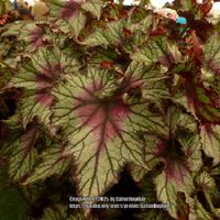 Photo of the leaves of Begonia 'Red Tempest' posted by Galanthophile ...