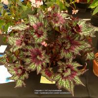 Photo of the entire plant of Begonia 'Red Tempest' posted by ...