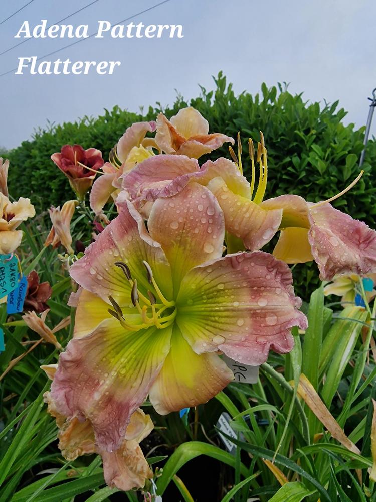 Daylily (Hemerocallis 'Adena Pattern Flatterer') in the Daylilies ...