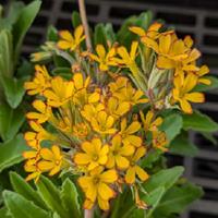 Photo of the bloom of Primrose (Primula vulgaris 'Oakleaf Yellow ...