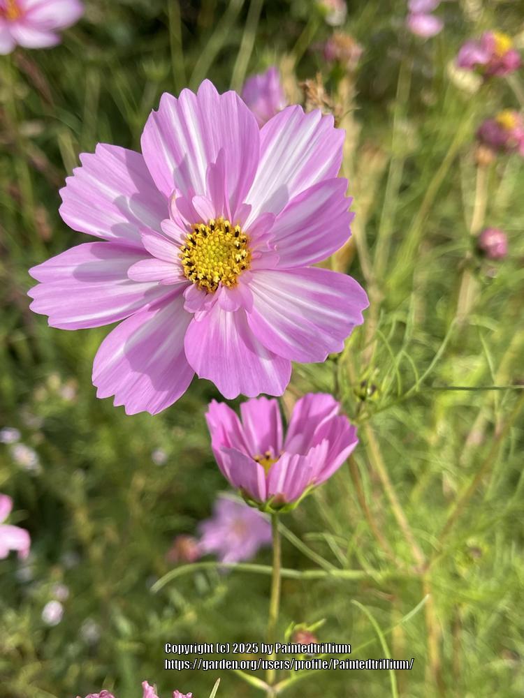 Photo of the bloom of Cosmos (Cosmos bipinnatus 'Double Take') posted ...