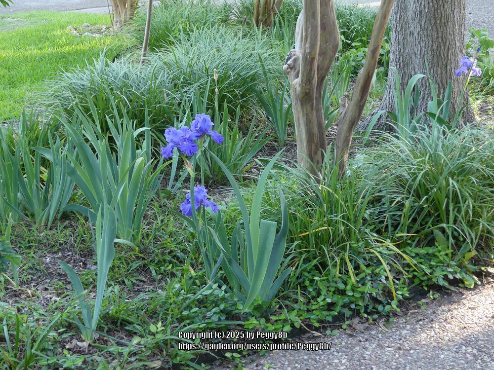 Photo of the entire plant of Tall Bearded Iris (Iris 'Home of the Blues') posted by Peggy8b ...