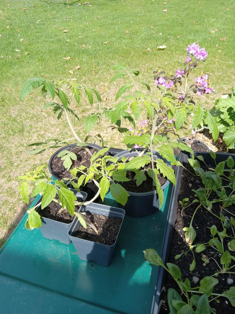 2025 Tomato Gardening in the Vegetables and Fruit forum - Garden.org