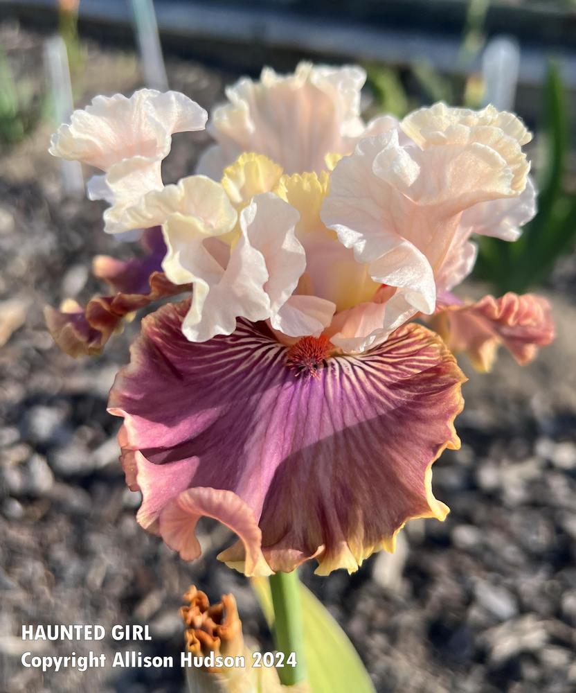 Tall Bearded Iris (Iris 'Haunted Girl') in the Irises Database - Garden.org