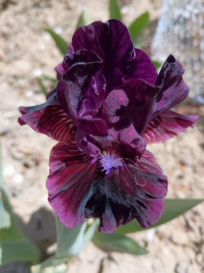 Standard Dwarf Bearded Iris (Iris 'Grape Cocktail') in the Irises ...