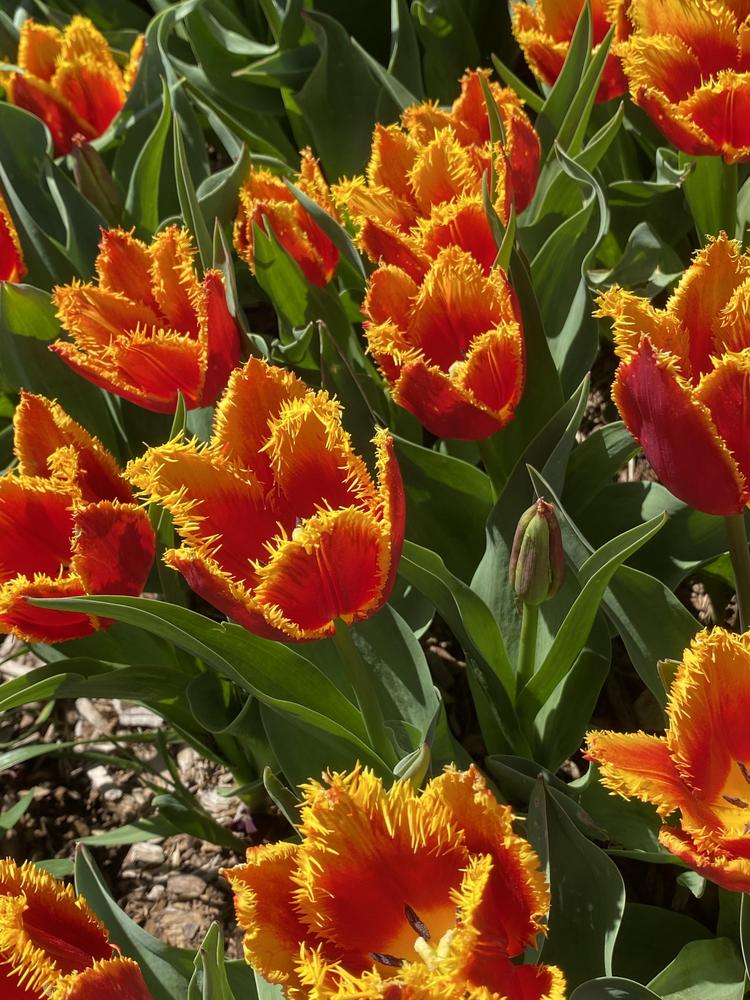 Photo of the bloom of Tulip (Tulipa 'Fabio') posted by SL_gardener ...