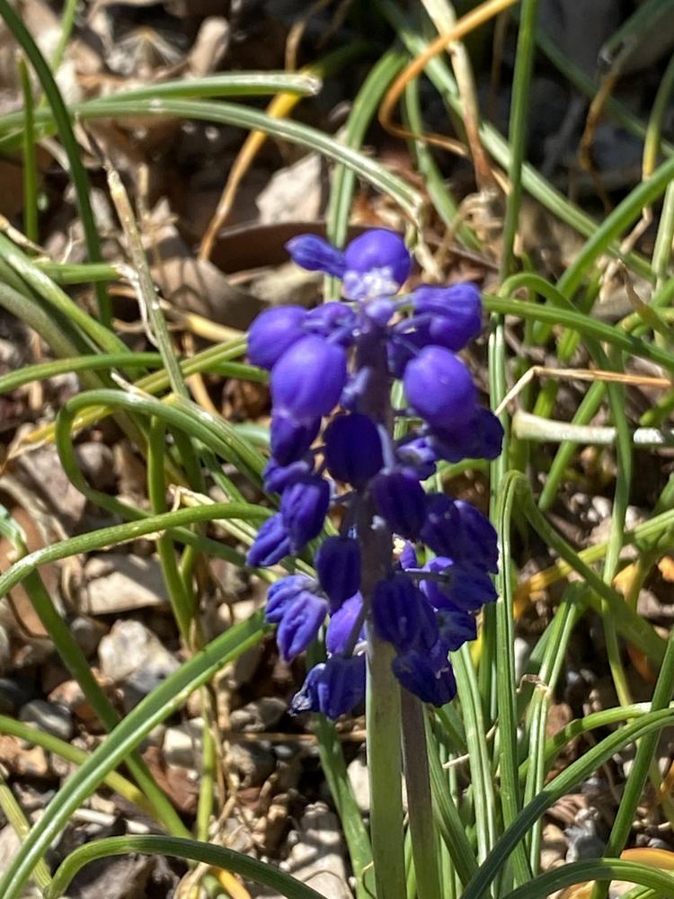Photo of the bloom of Grape Hyacinth (Muscari racemosum) posted by SL ...