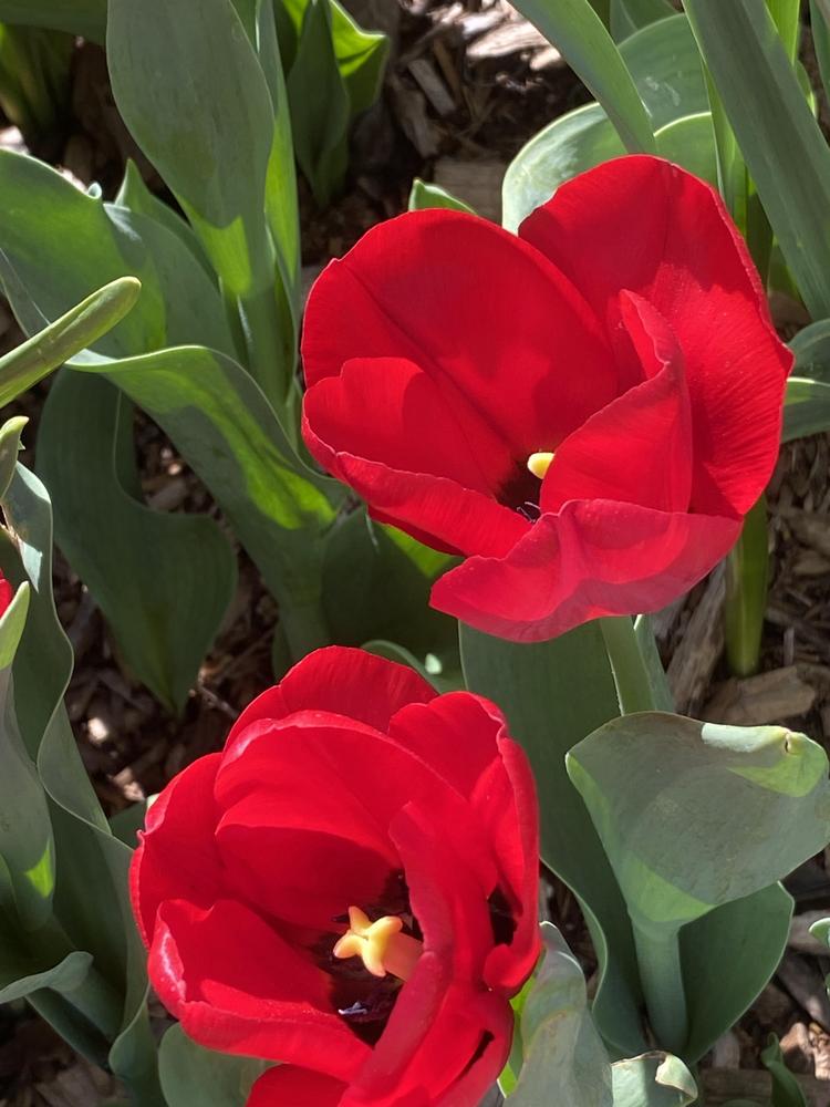 Photo of the bloom of Tulip (Tulipa 'Ruby Prince') posted by SL ...