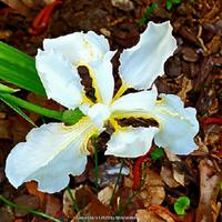 Photo of the bloom of Species Iris (Iris tectorum) posted by WebTucker ...